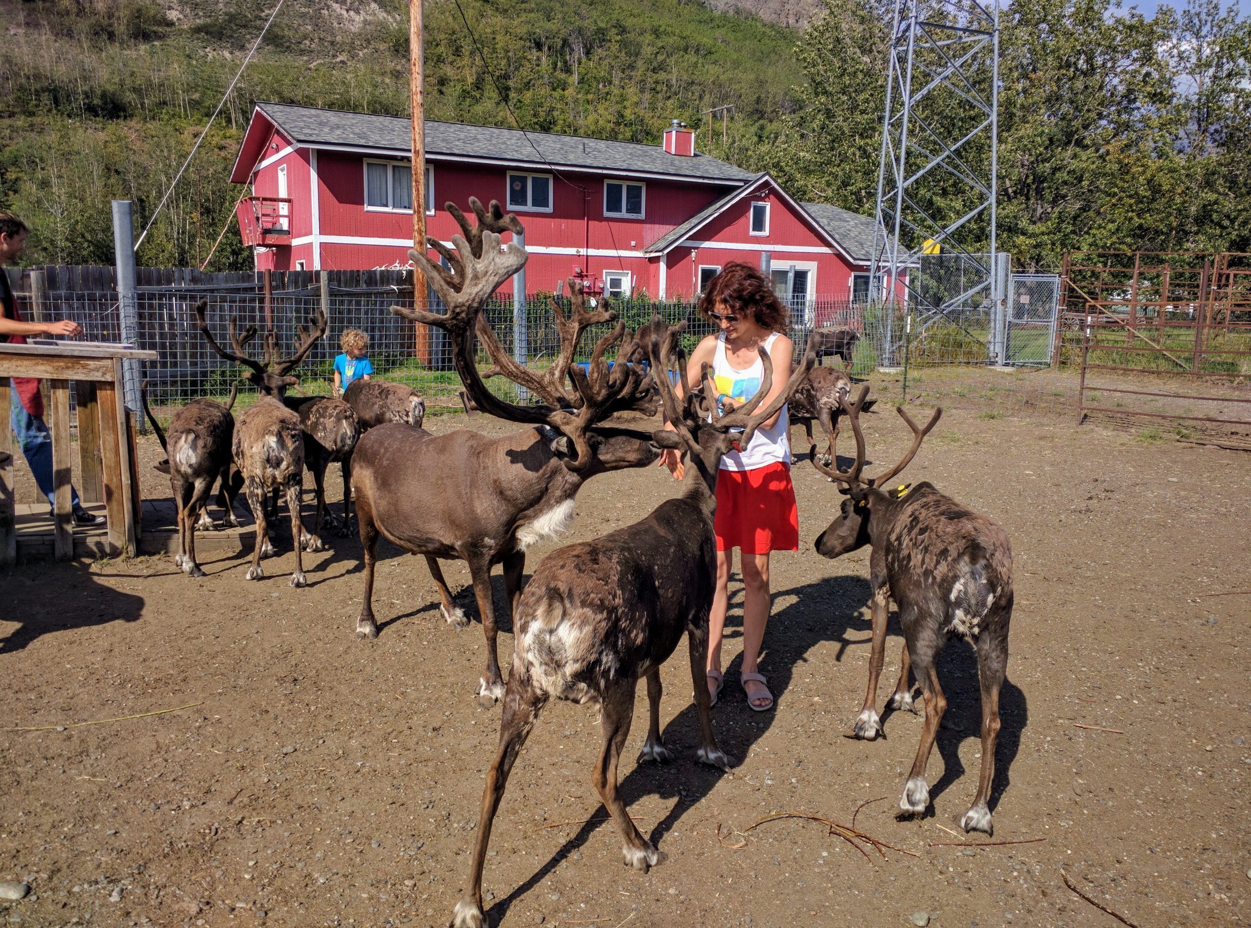 Best Wildlife Encounter In Alaska. Reindeer. Kids Friendly - Grazy Goat