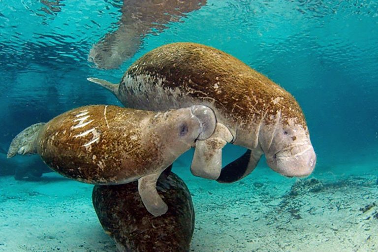 Florida Unique Experience: Swimming with Manatee - Grazy Goat